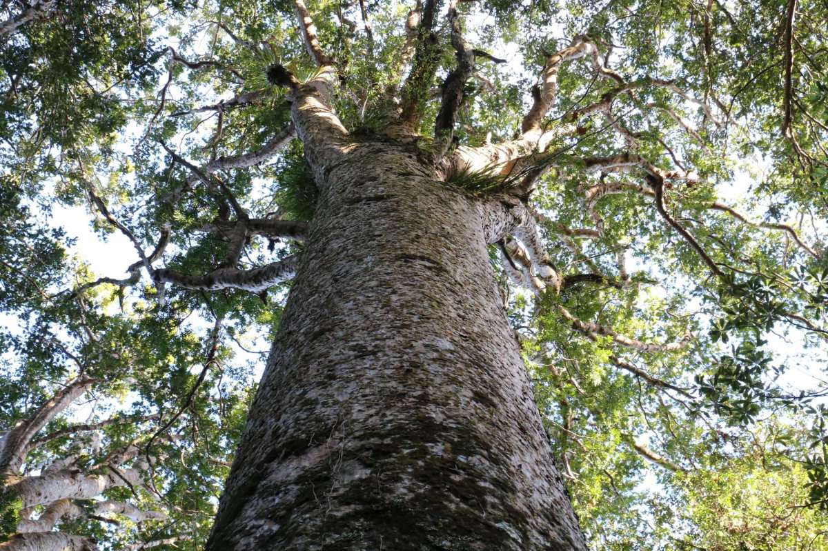 “Kua hinga te kauri o te wao nui a Tāne” – Midwest Magellan