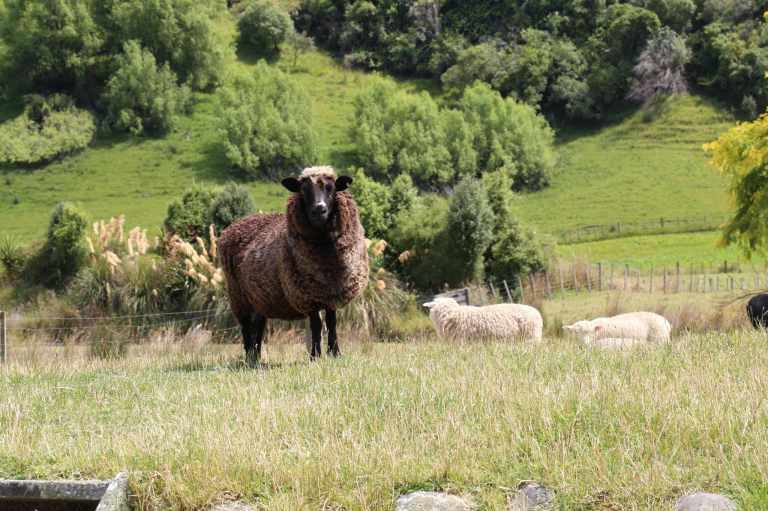 “Baa-ram-ewe! Baa-ram-ewe! To your breed, your fleece, your clan be ...