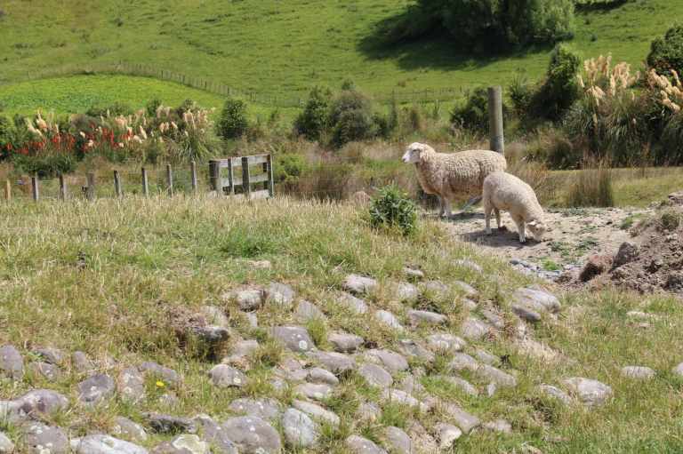 “Baa-ram-ewe! Baa-ram-ewe! To your breed, your fleece, your clan be ...