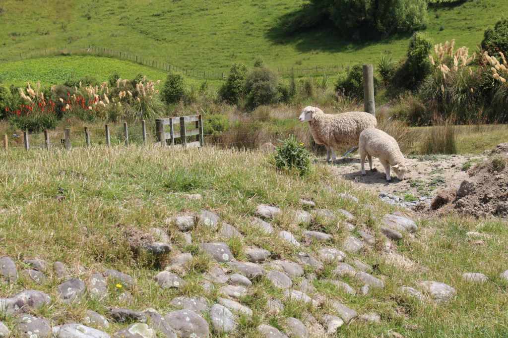 “Baa-ram-ewe! Baa-ram-ewe! To your breed, your fleece, your clan be ...