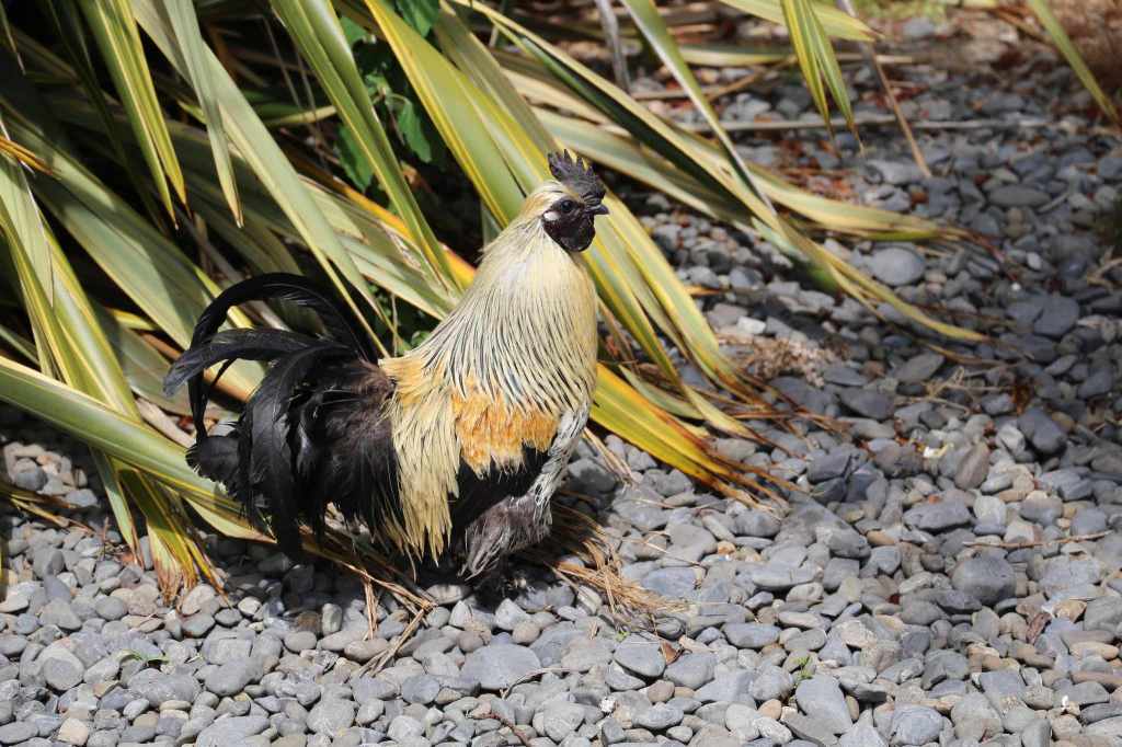 “Baa-ram-ewe! Baa-ram-ewe! To your breed, your fleece, your clan be ...